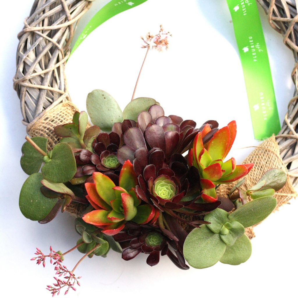 Living Succulent Wreath | Botanista: Home of Fleurieu Gifts