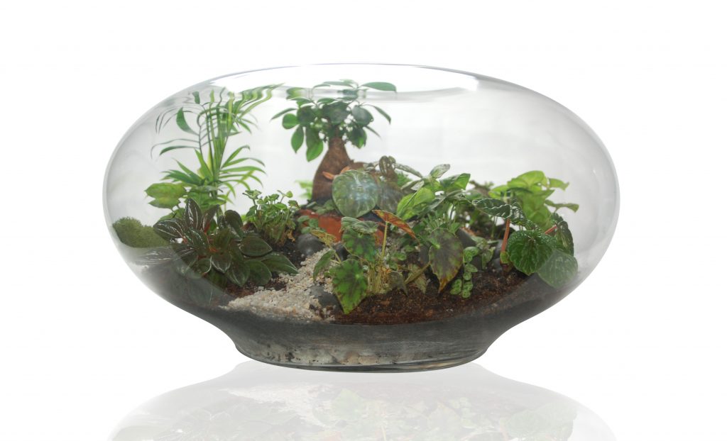 Giant Imaginarium Terrarium | Botanista: Home of Fleurieu Gifts