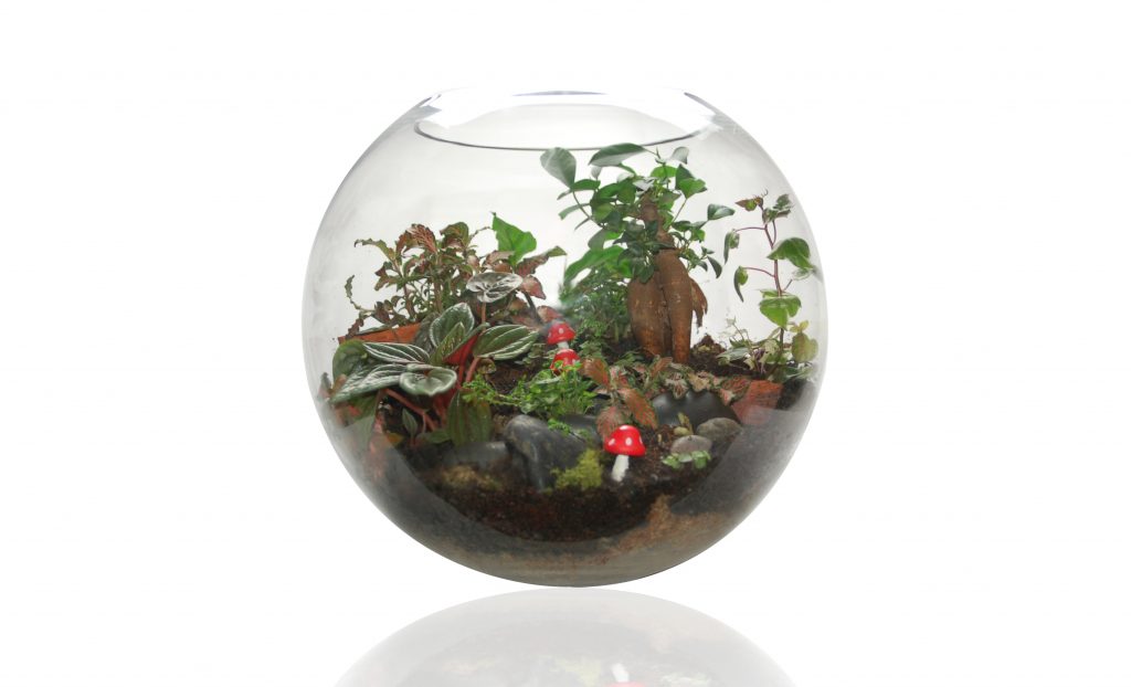 Large Sphere Terrarium | Botanista: Home of Fleurieu Gifts