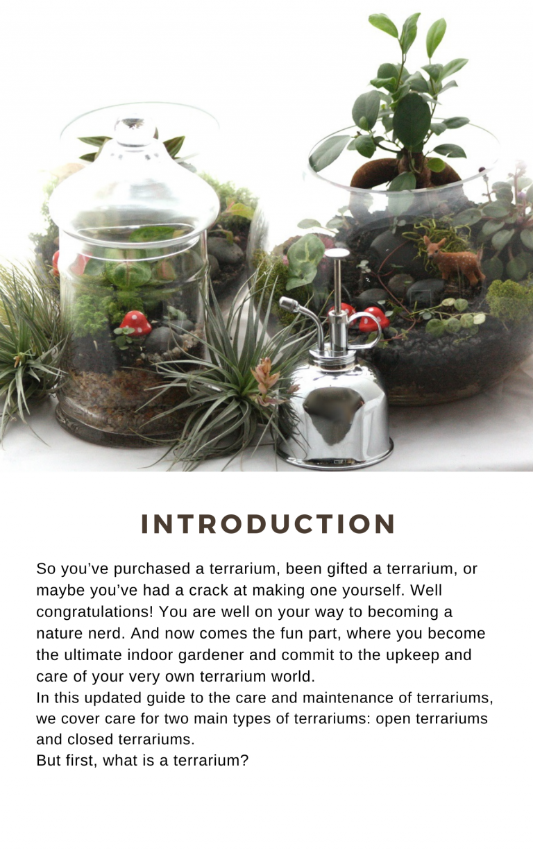 Beginner’s Guide to Terrarium Care e book | Botanista: Home of Fleurieu ...