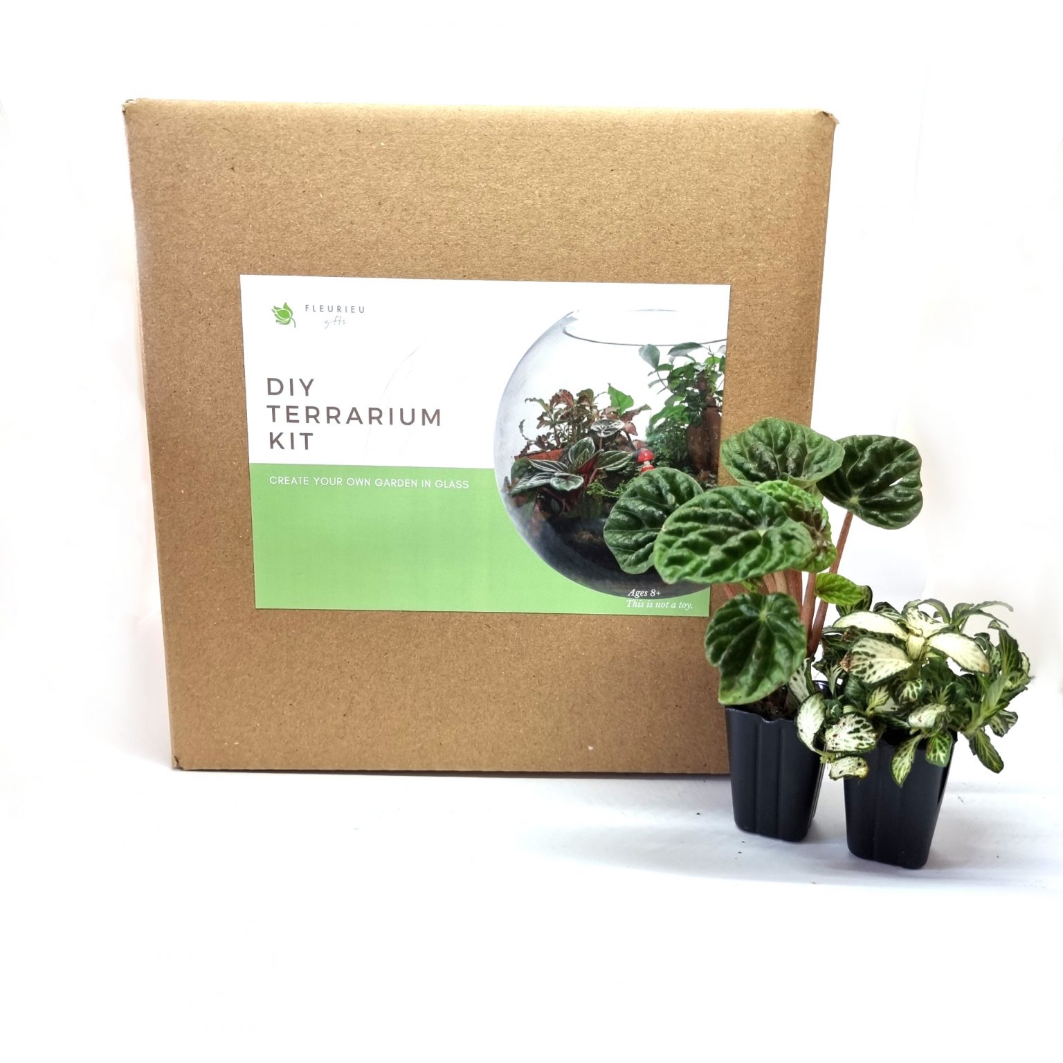 DIY Terrarium Kit for Kids | Botanista: Home of Fleurieu Gifts