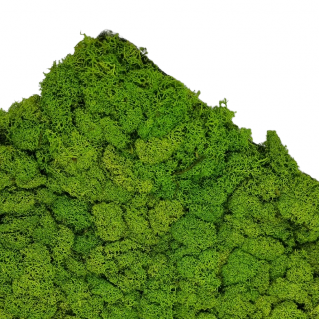 Preserved Moss Tiles | Botanista: Home of Fleurieu Gifts