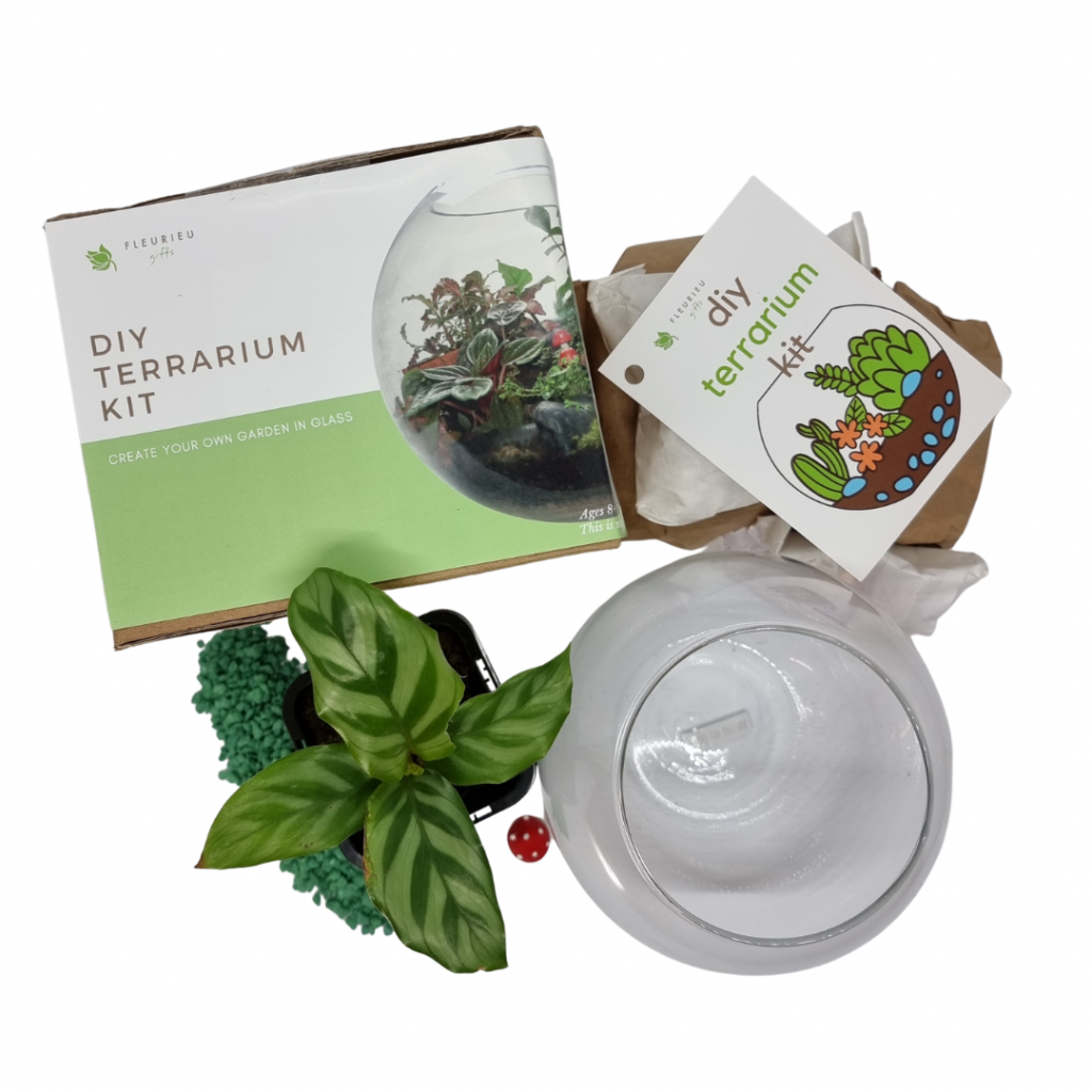DIY Terrarium Kit for Kids | Botanista: Home of Fleurieu Gifts