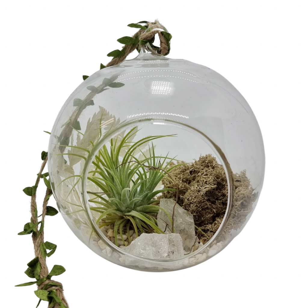 Air Plant Bubble Terrarium | Botanista: Home of Fleurieu Gifts