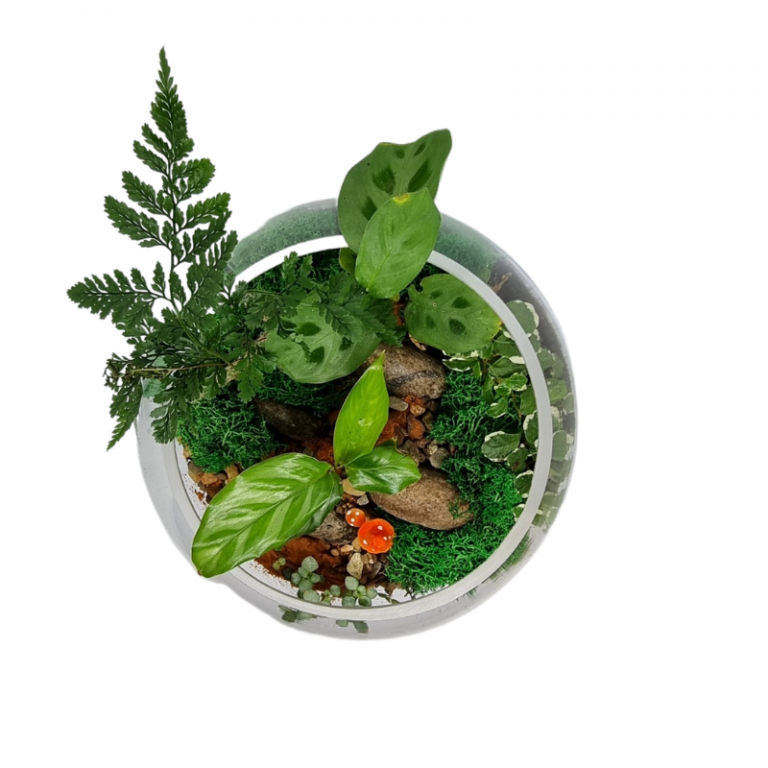 Large Sphere Terrarium | Botanista: Home of Fleurieu Gifts
