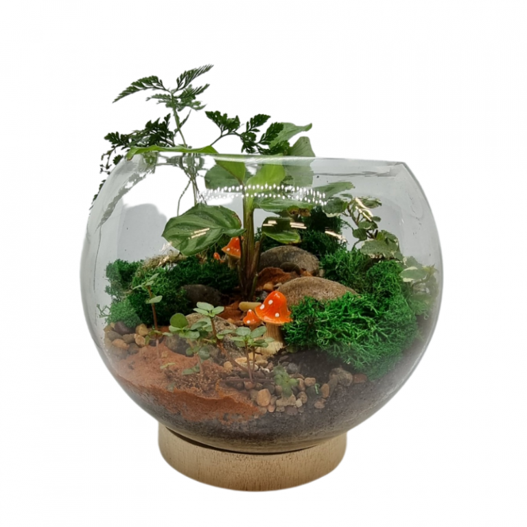 Terrariums & Fairy Gardens | Botanista: Home of Fleurieu Gifts